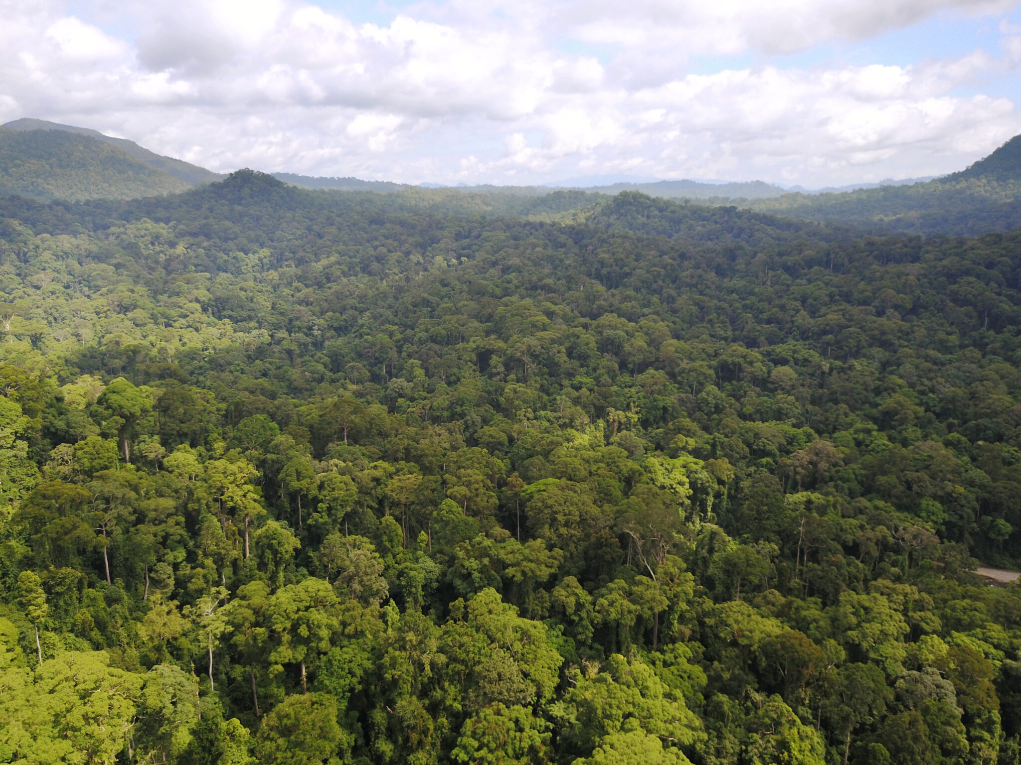 Rainforest Trust – Onboard.earth